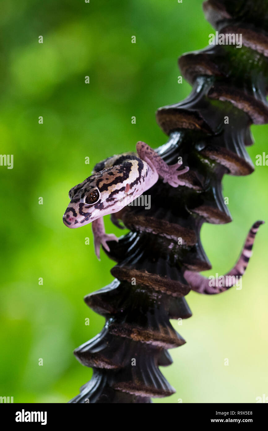 Costa rican gecko hi-res stock photography and images - Alamy