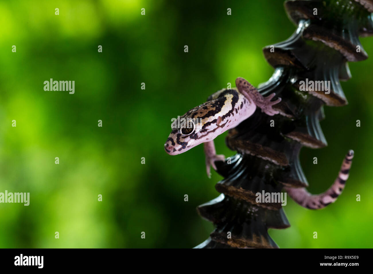 Costa rican geckos hi-res stock photography and images - Alamy