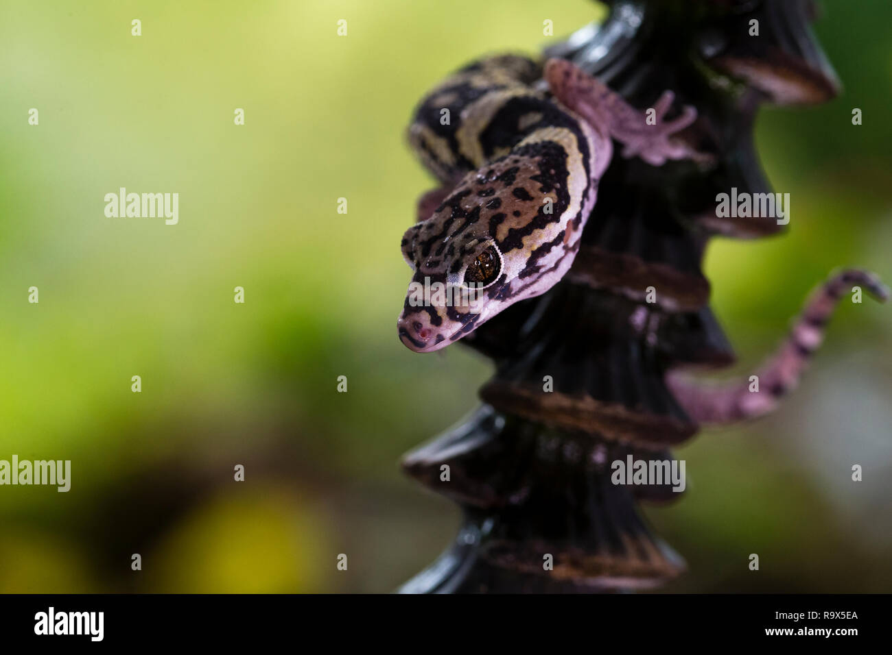 Tropical banded gecko, Costa Rica Stock Photo - Alamy