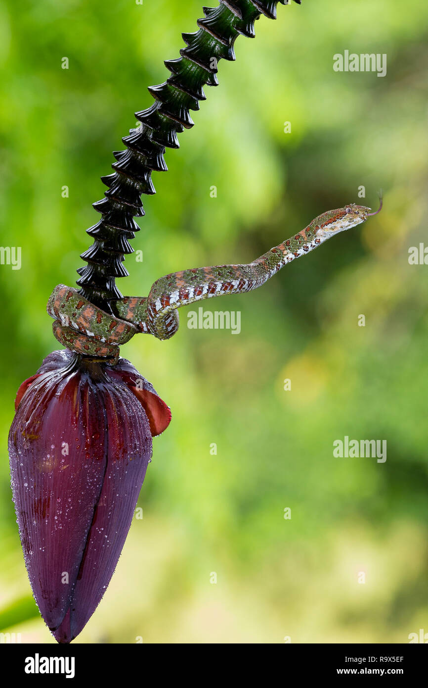 Blotched eyelash pitviper snake in Arenal, Costa Rica Stock Photo - Alamy