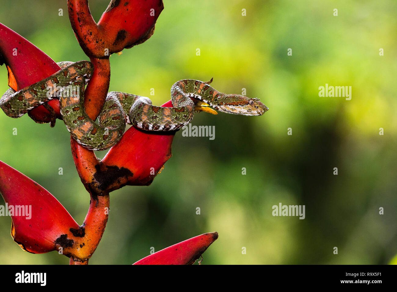 Blotched eyelash pitviper snake in Arenal, Costa Rica Stock Photo - Alamy