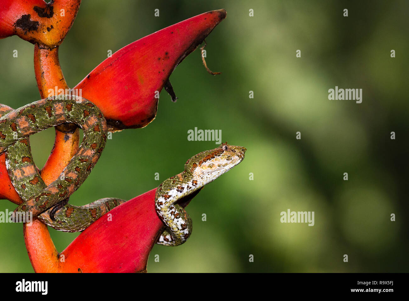 Blotched eyelash pitviper snake in Arenal, Costa Rica Stock Photo - Alamy