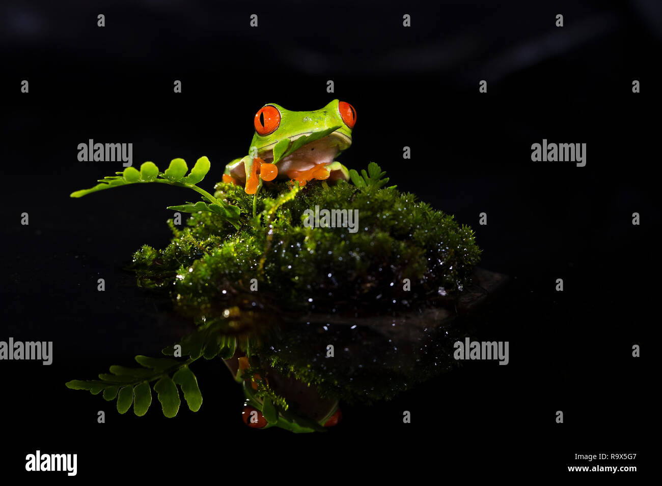 Red-eyed leaf frog, Costa Rica Stock Photo - Alamy