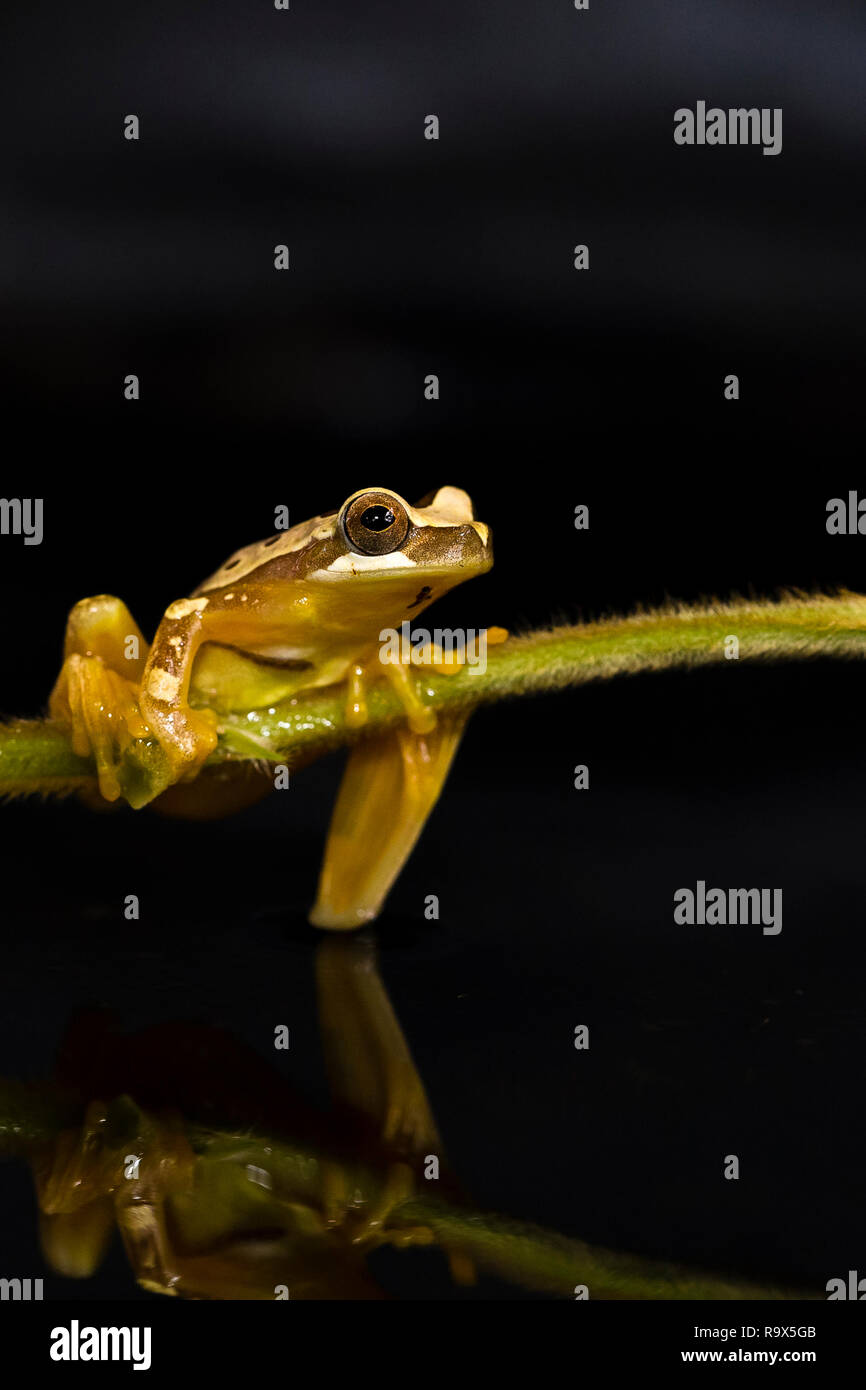 Hourglass Tree Frog High Resolution Stock Photography and Images - Alamy