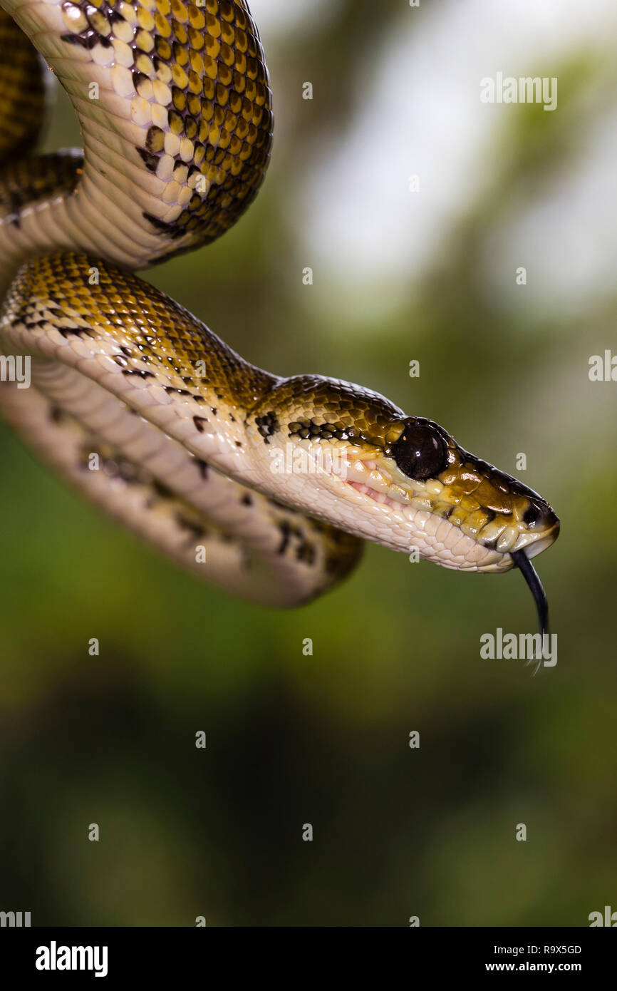 Mangrove tree boa snake in Arenal, Costa Rica Stock Photo - Alamy