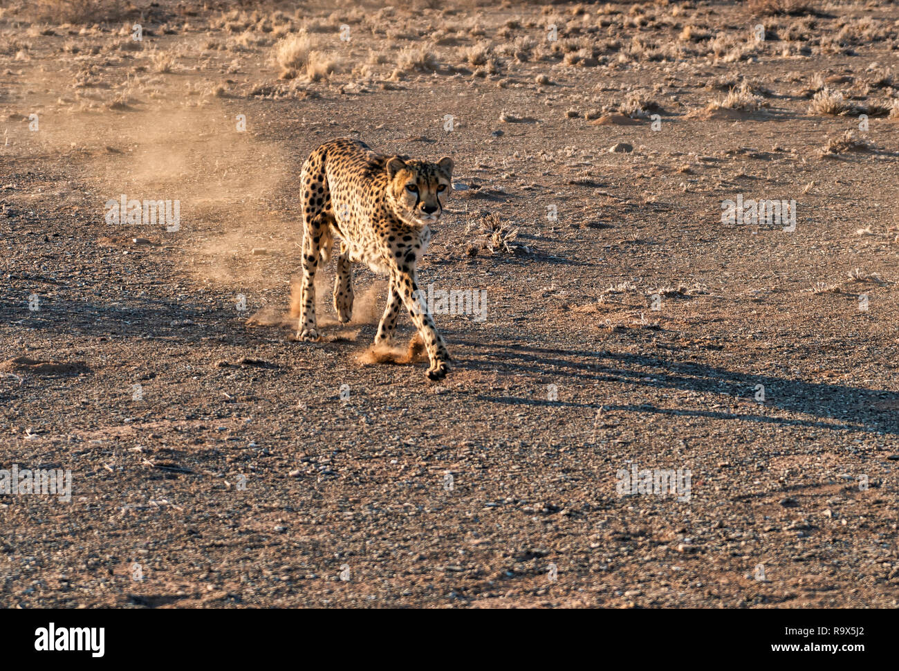 Cheetah chase hi-res stock photography and images - Alamy