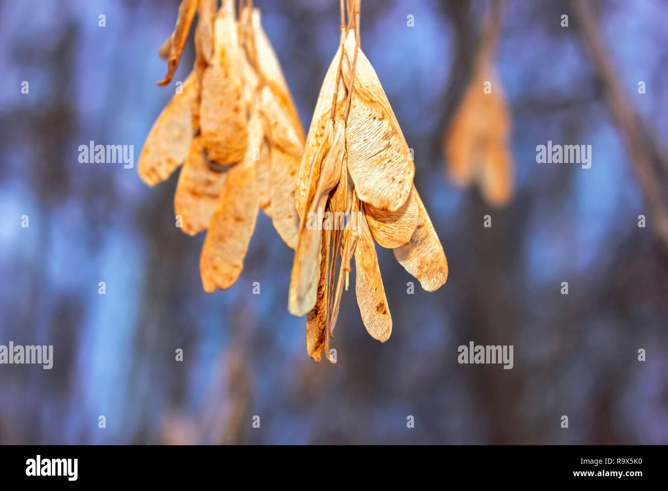 Dried Maple Seeds High Resolution Stock Photography and Images - Alamy