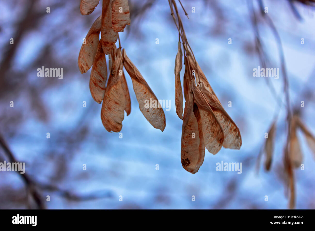 Dried maple seeds hi-res stock photography and images - Alamy