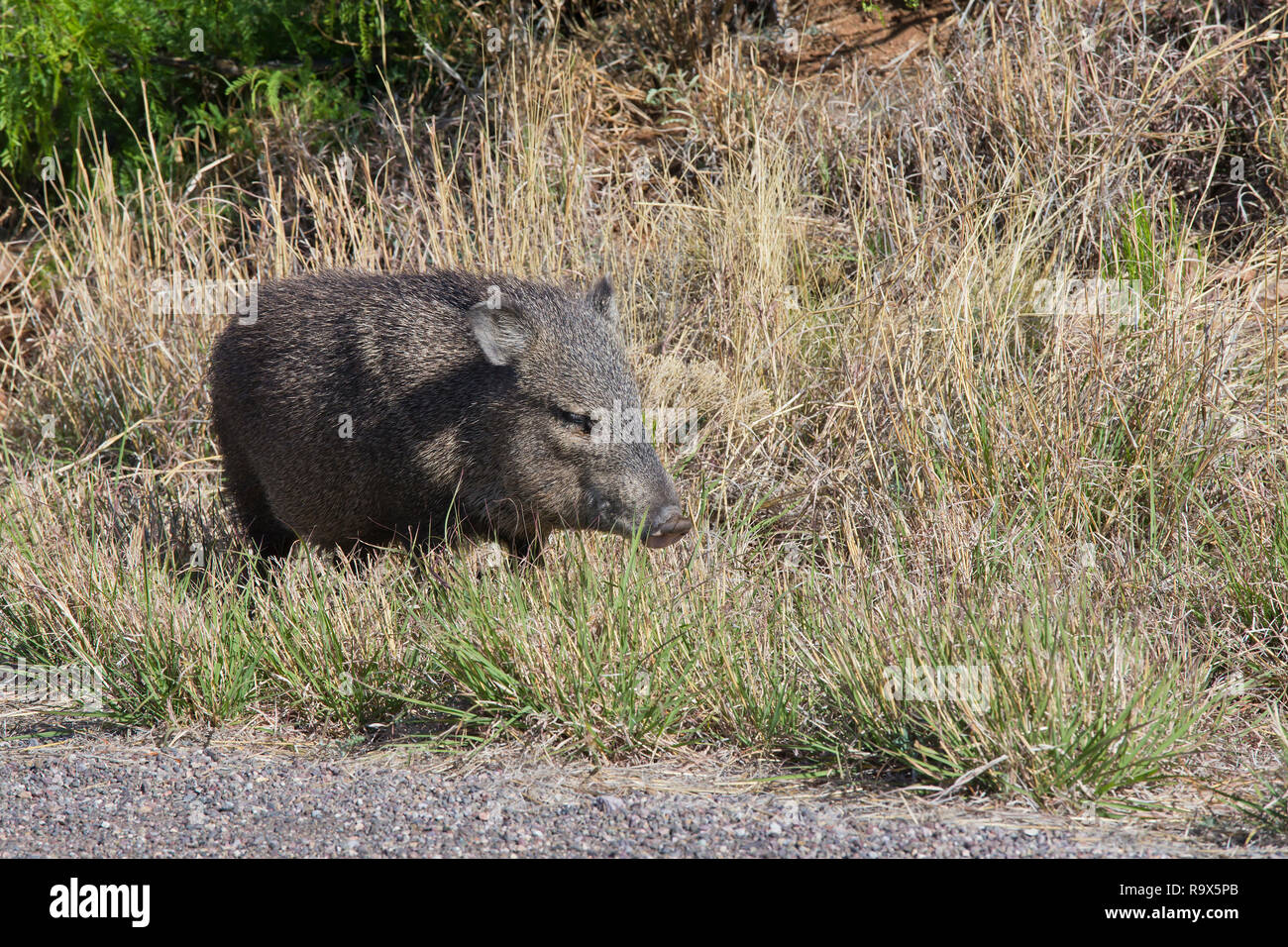 Tayassuidae High Resolution Stock Photography and Images - Alamy