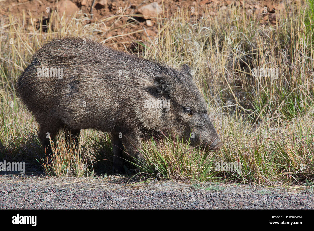 Tayassuidae High Resolution Stock Photography and Images - Alamy