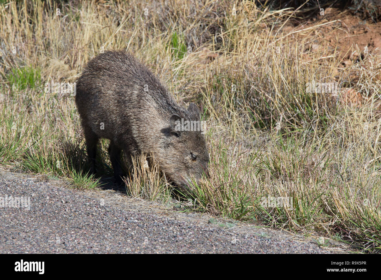 Tayassuidae High Resolution Stock Photography and Images - Alamy