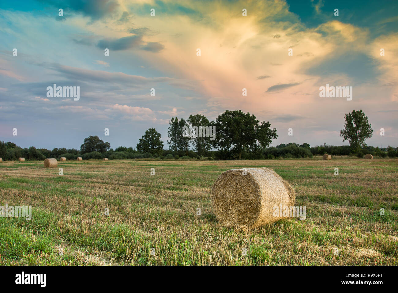 Round hay bale in the field and evening colorful clouds after sunset ...