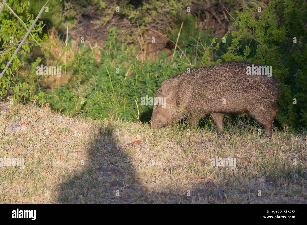 Tayassuidae High Resolution Stock Photography and Images - Alamy