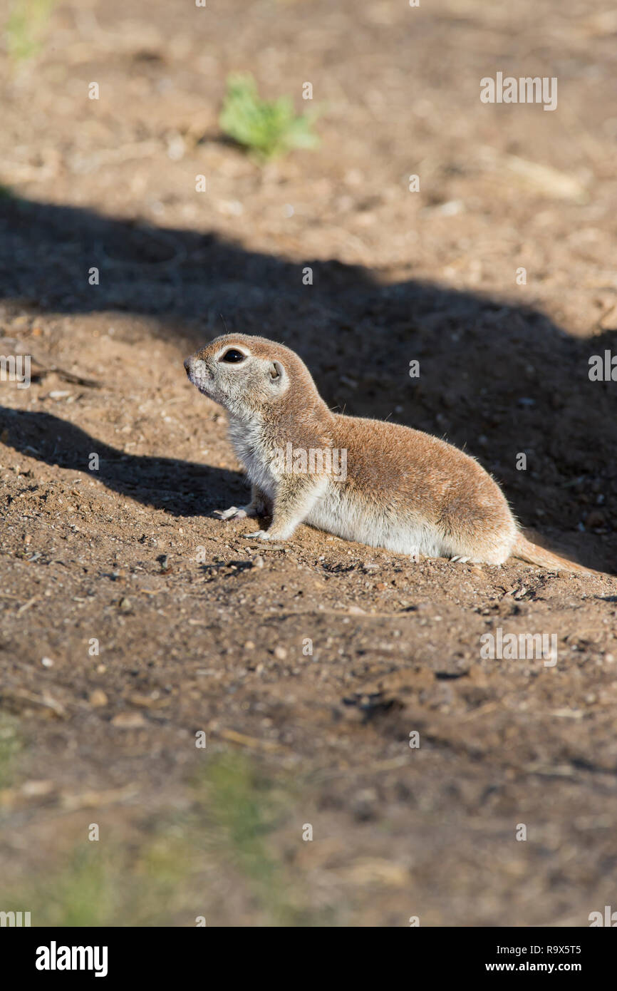 Round Tailed Ground Squirrel High Resolution Stock Photography and ...