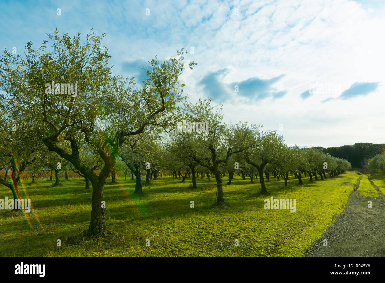 Olive oil production hi-res stock photography and images - Alamy