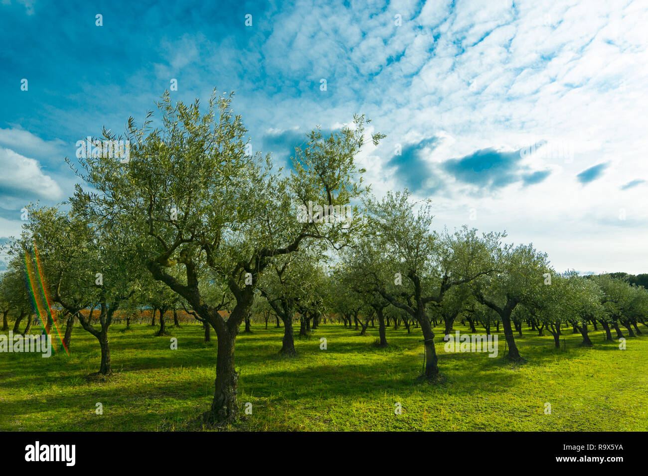 Olive Oil Production High Resolution Stock Photography and Images - Alamy