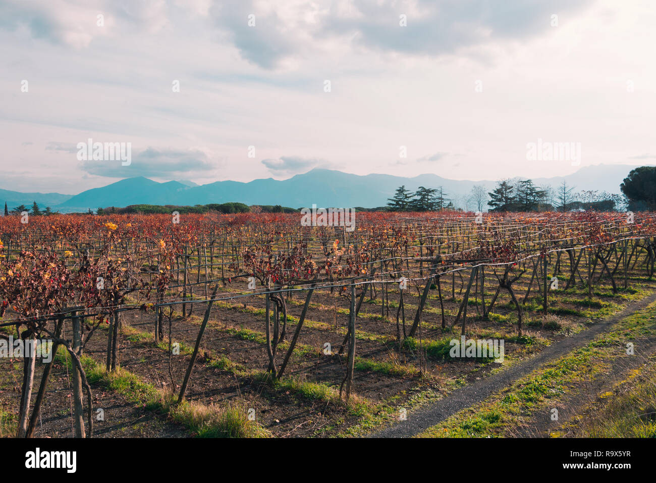 Fresh green trees olive oil production Stock Photo - Alamy