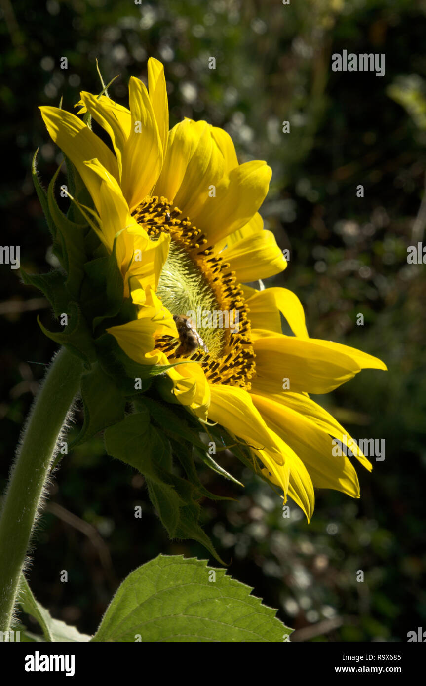 Helianthus sp.; Sunflowers in Swiss cottage garden, Walenstadt Stock ...