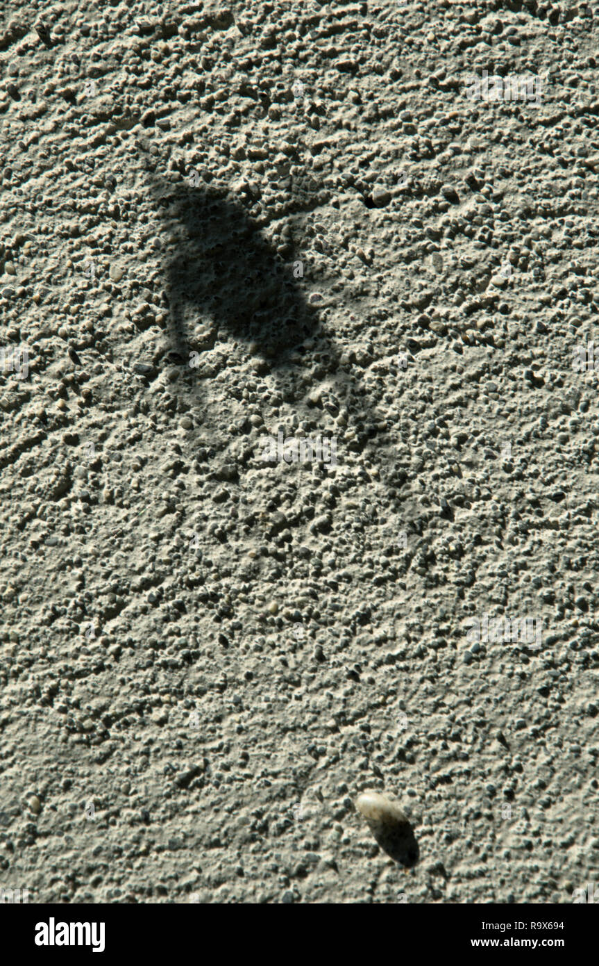 Ghastly, terrifying shadow cast by lethal, venomous beast on garden ...