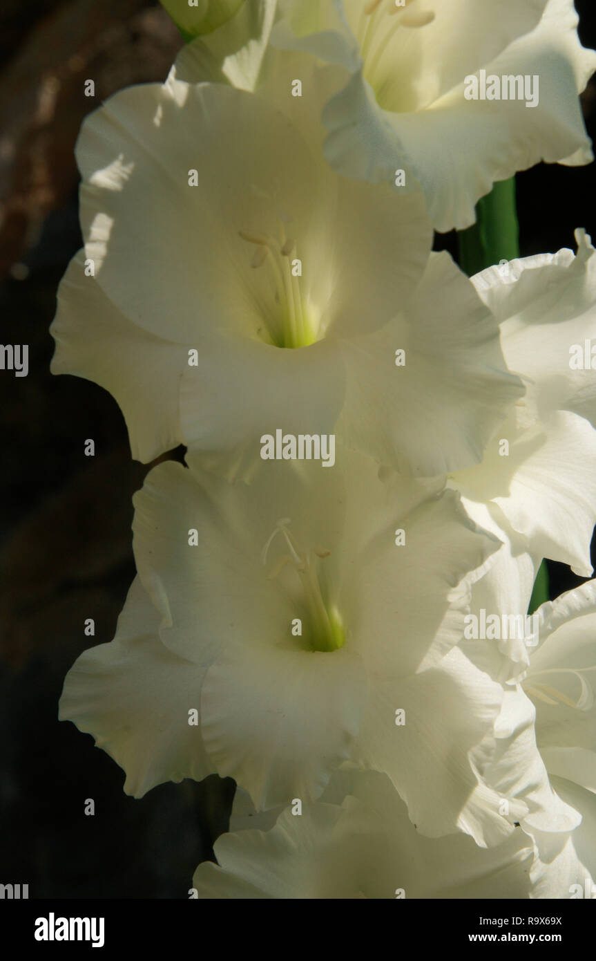 White Sword Lily High Resolution Stock Photography and Images - Alamy