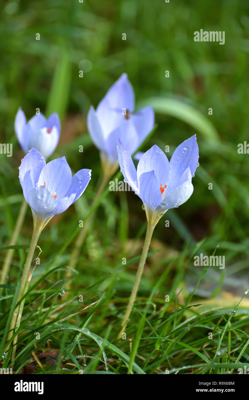Colchicum autumnale in autumn on a meadow Stock Photo - Alamy