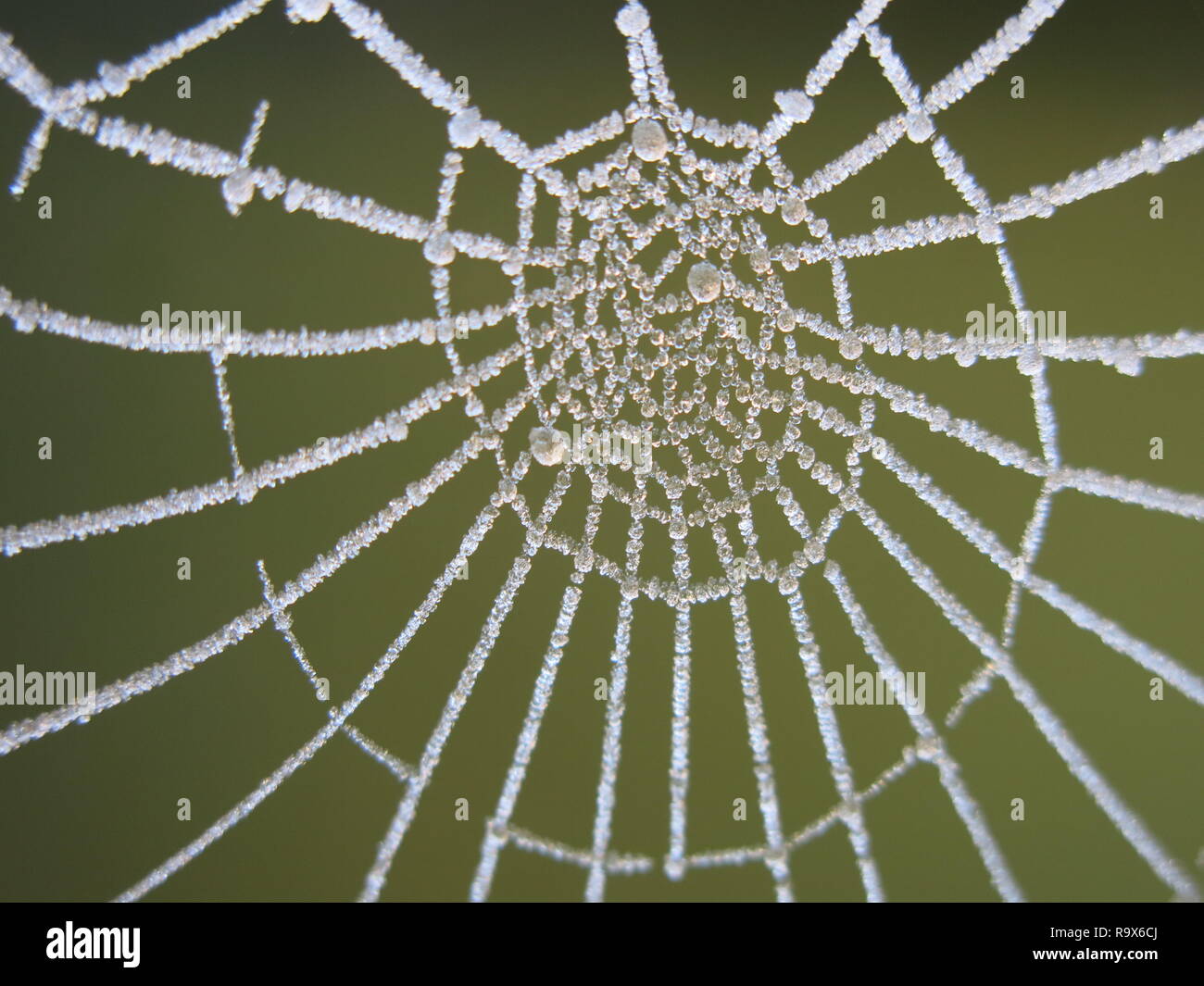 A very hard frost highlights the complex architecture and beauty of a ...