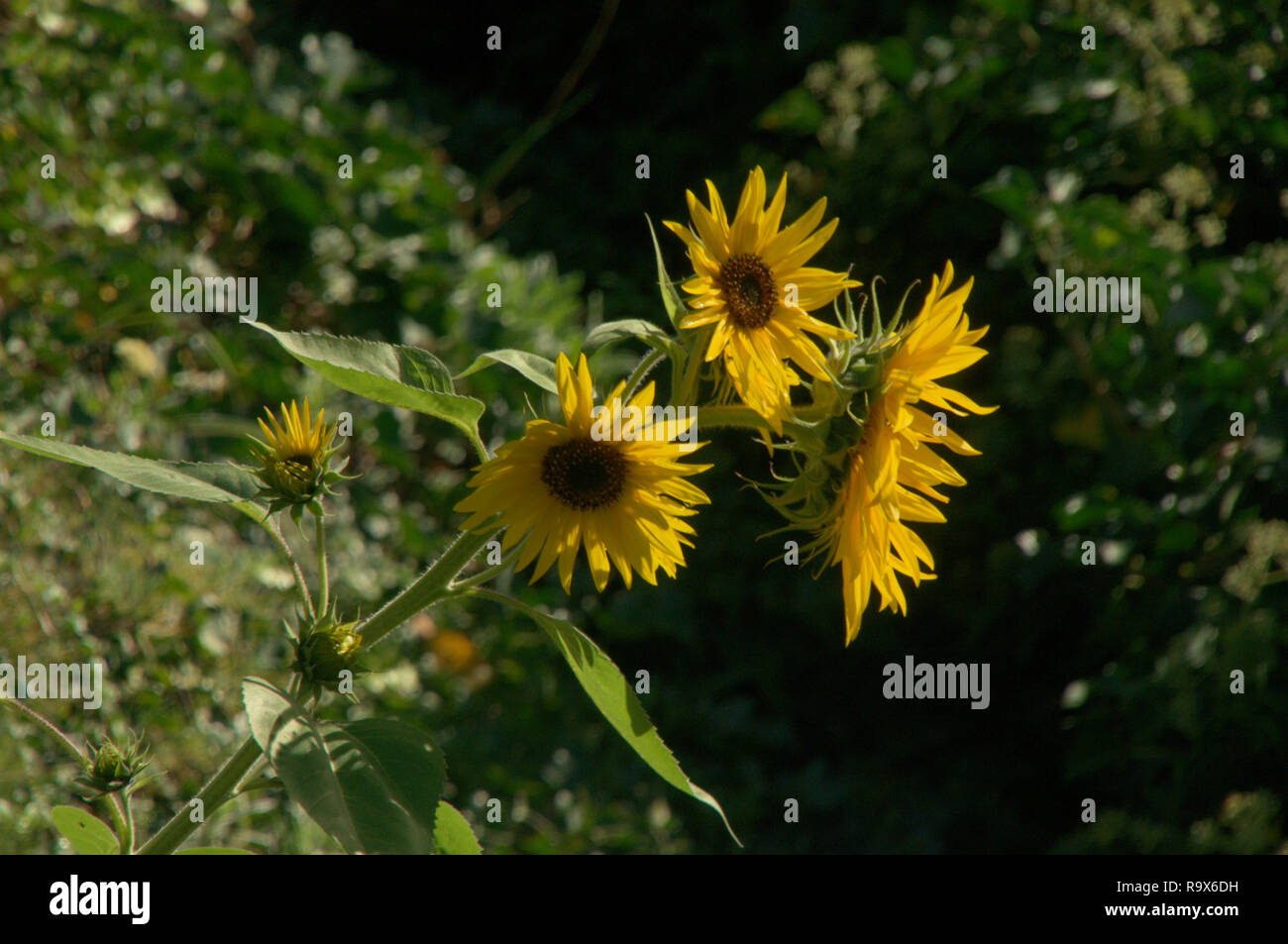 Helianthus sp.; Sunflowers in Swiss cottage garden, Walenstadt Stock ...