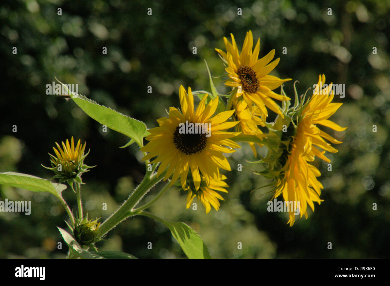 Helianthus sp.; Sunflowers in Swiss cottage garden, Walenstadt Stock ...
