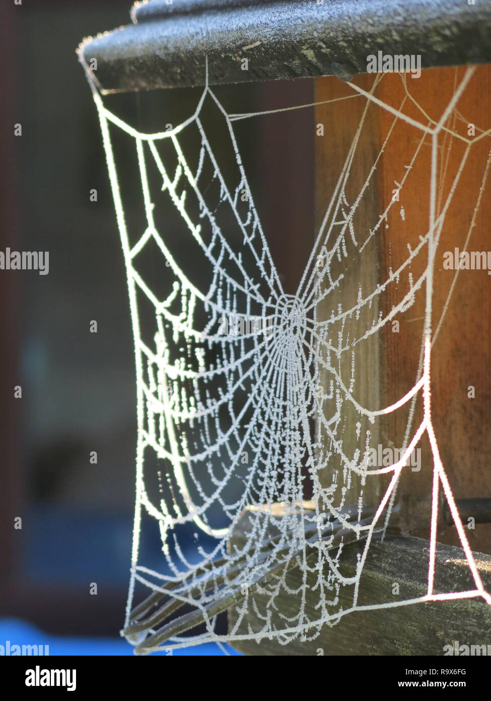 A very hard frost highlights the complex architecture and beauty of a ...