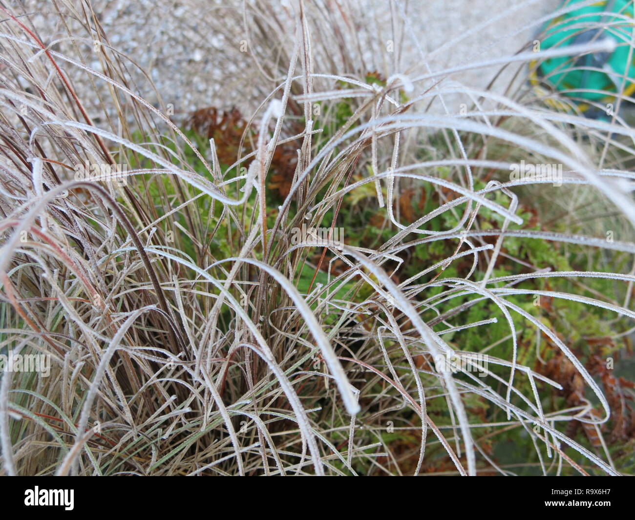 Grass fronds hi-res stock photography and images - Alamy