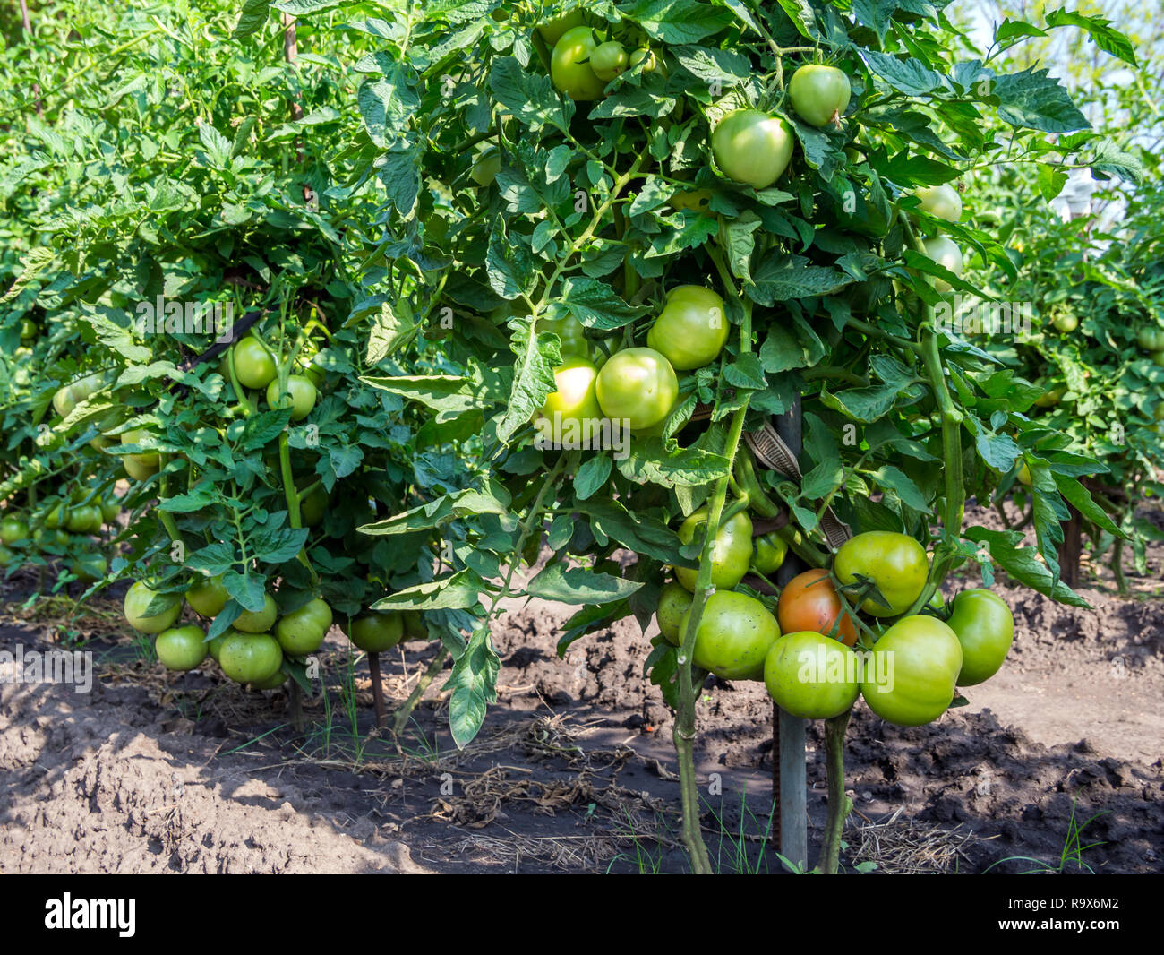 Tomato clusters hi-res stock photography and images - Alamy