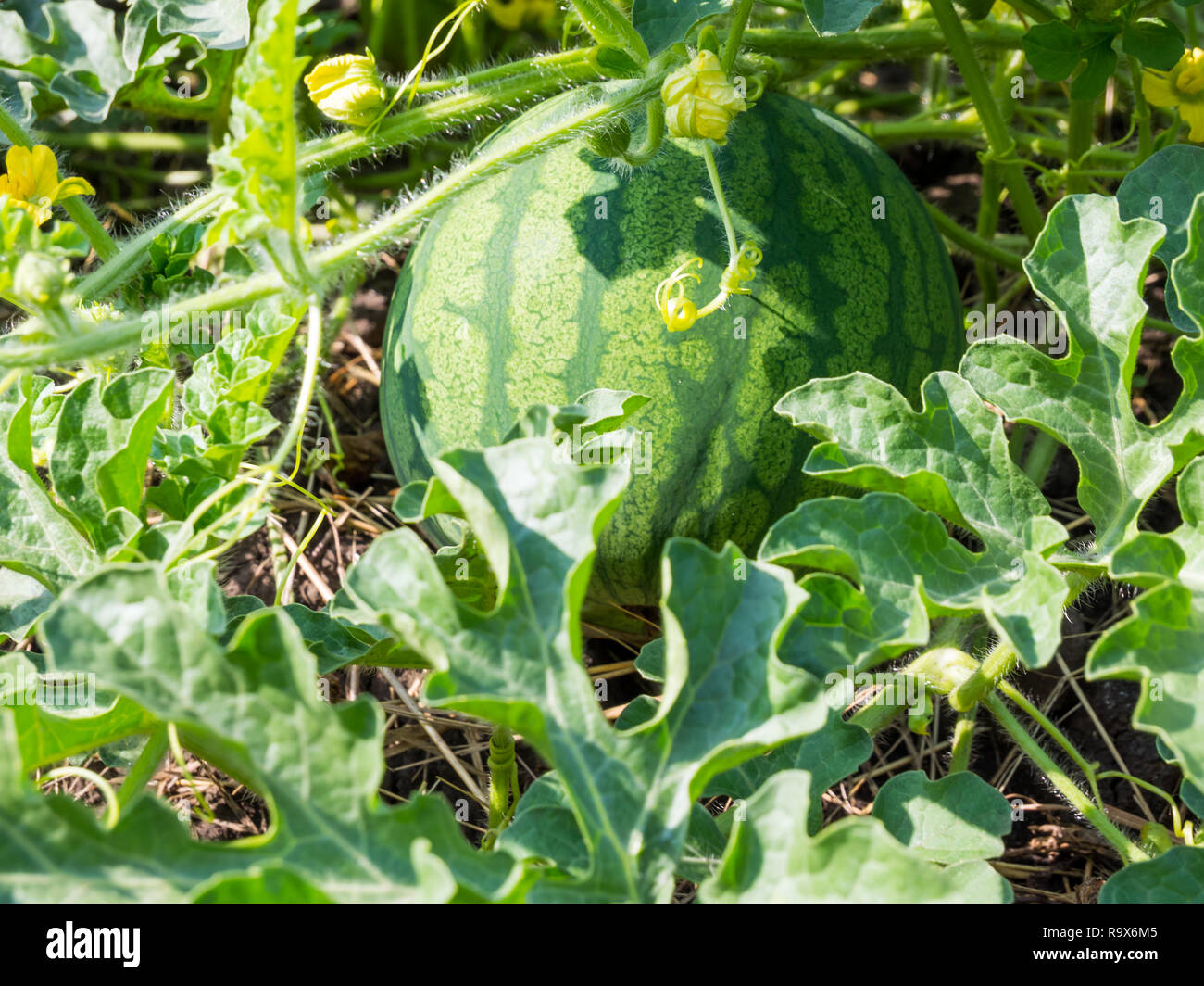 Watermelon plot hi-res stock photography and images - Alamy