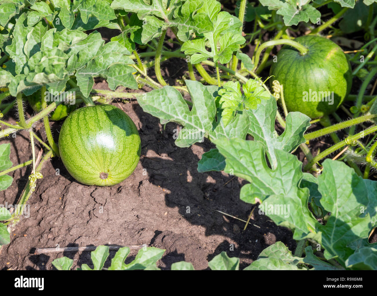 Growing watermelons hi-res stock photography and images - Alamy
