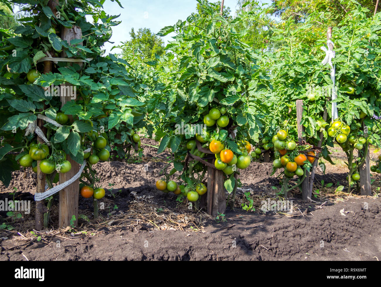 Row of tomato hi-res stock photography and images - Alamy