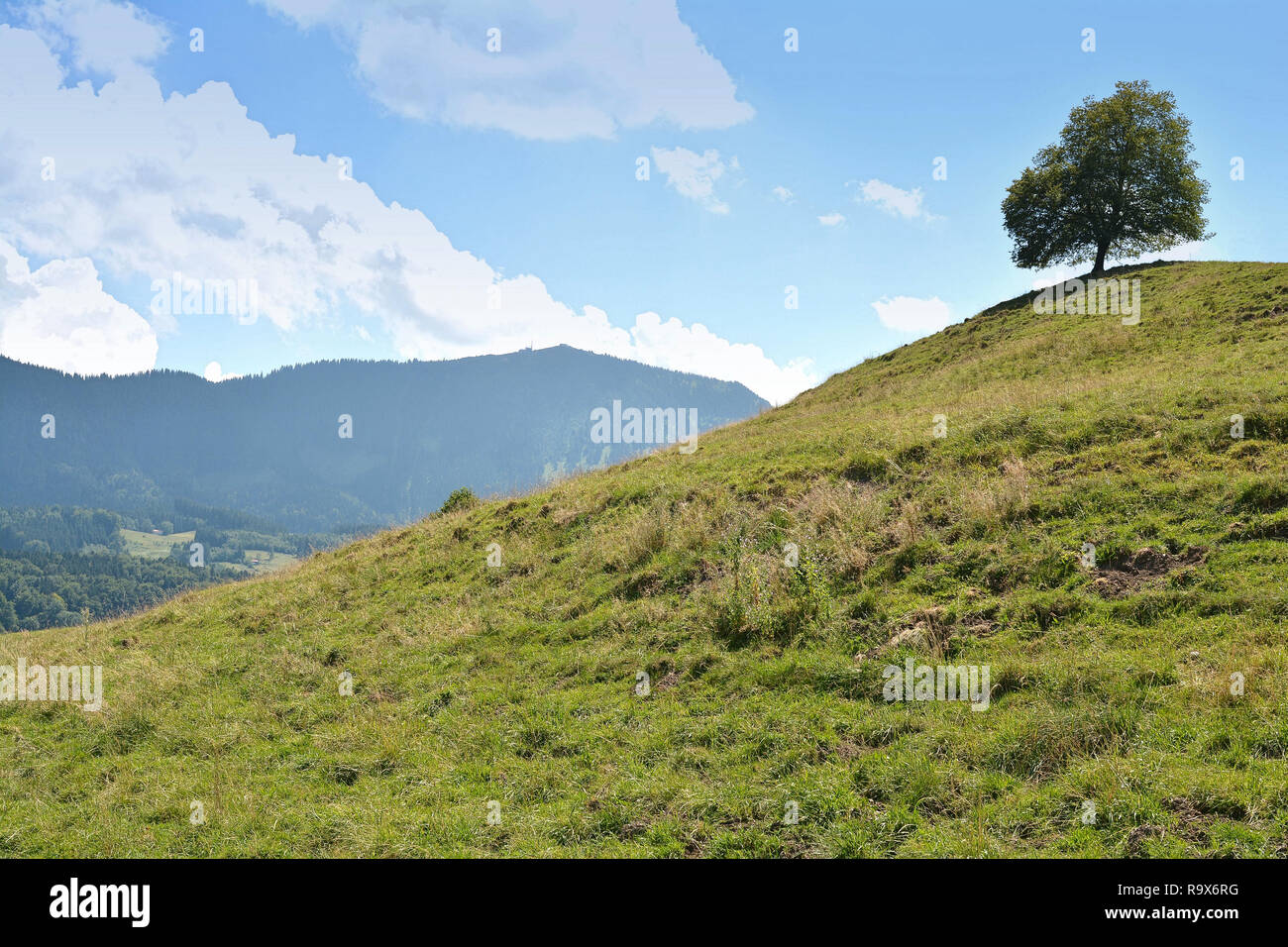 Landscape with a single tree in Bavaria Stock Photo - Alamy