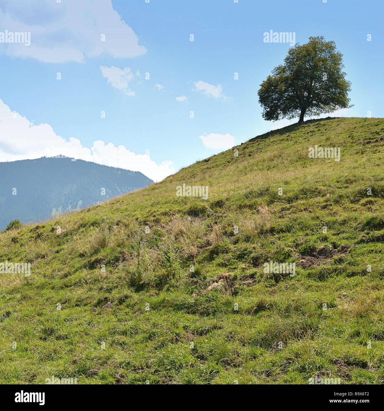 Germany bavaria solitary tree hi-res stock photography and images - Alamy