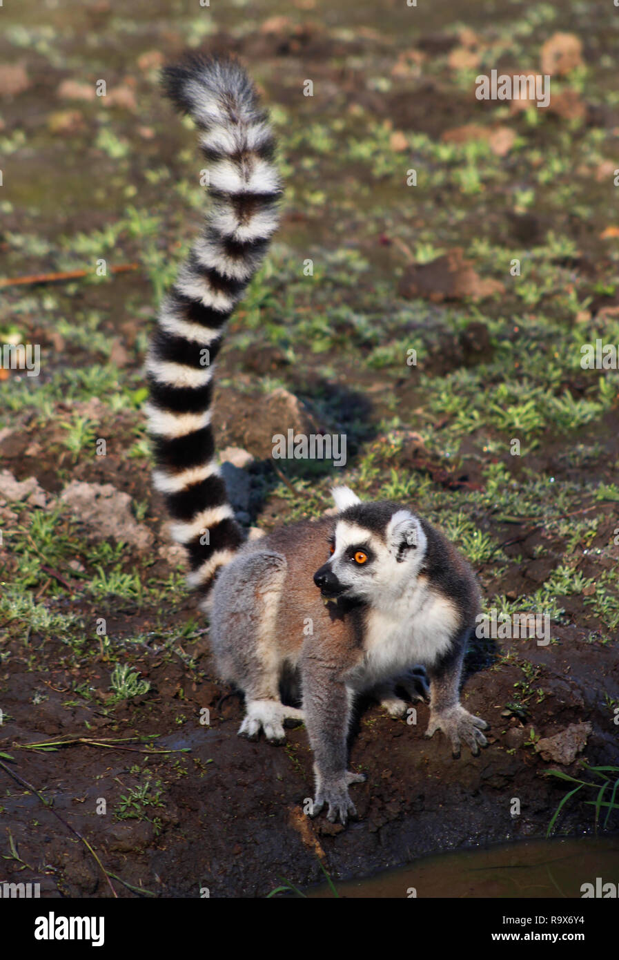 Portrait of ring tailed lemur, (Lemur catta), Maki, Madagascar Stock ...