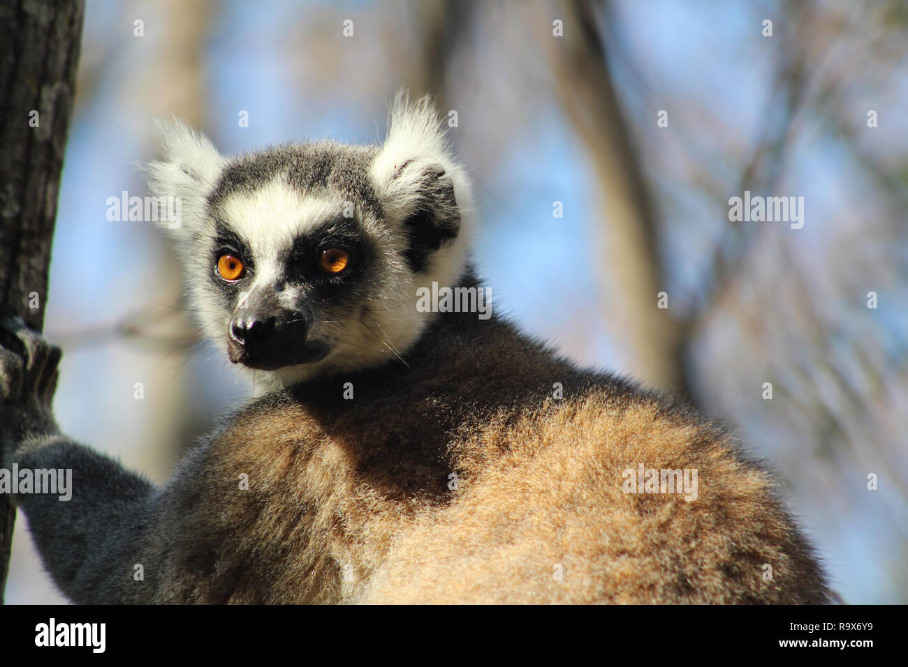 Portrait of ring tailed lemur, (Lemur catta), Maki, Madagascar Stock ...