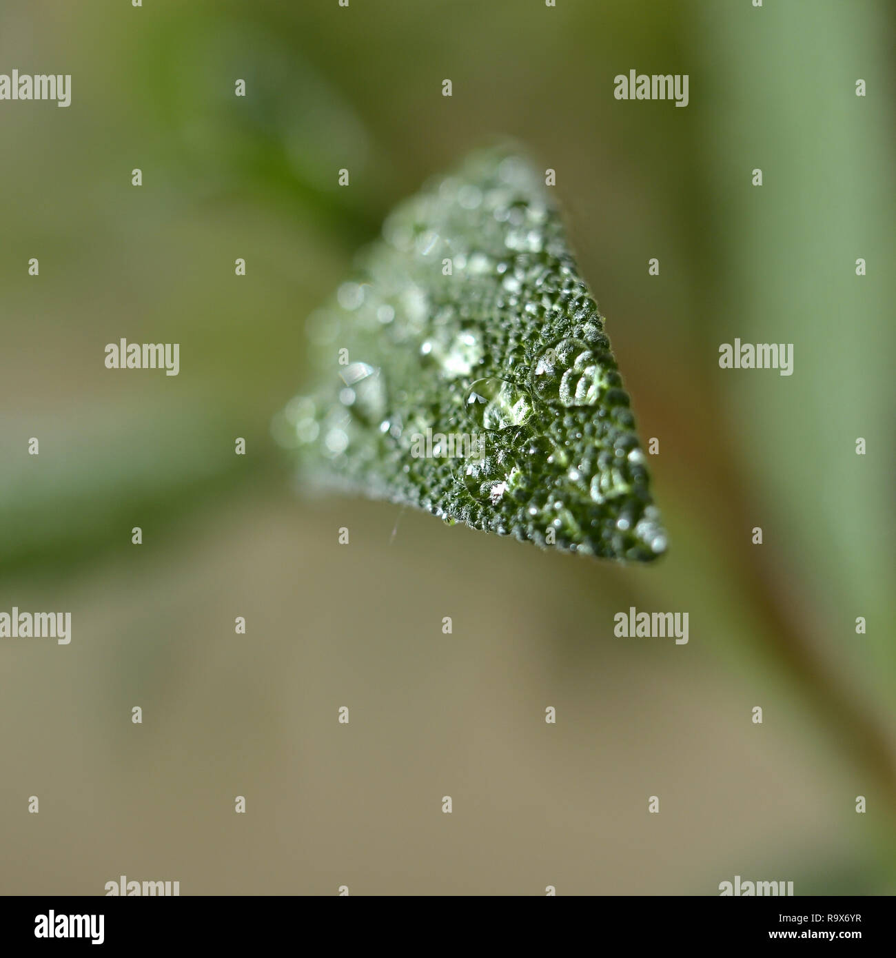 Sage after the rain on a balcony Stock Photo - Alamy
