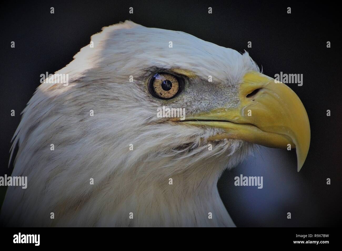 close up of bald eagle Stock Photo - Alamy