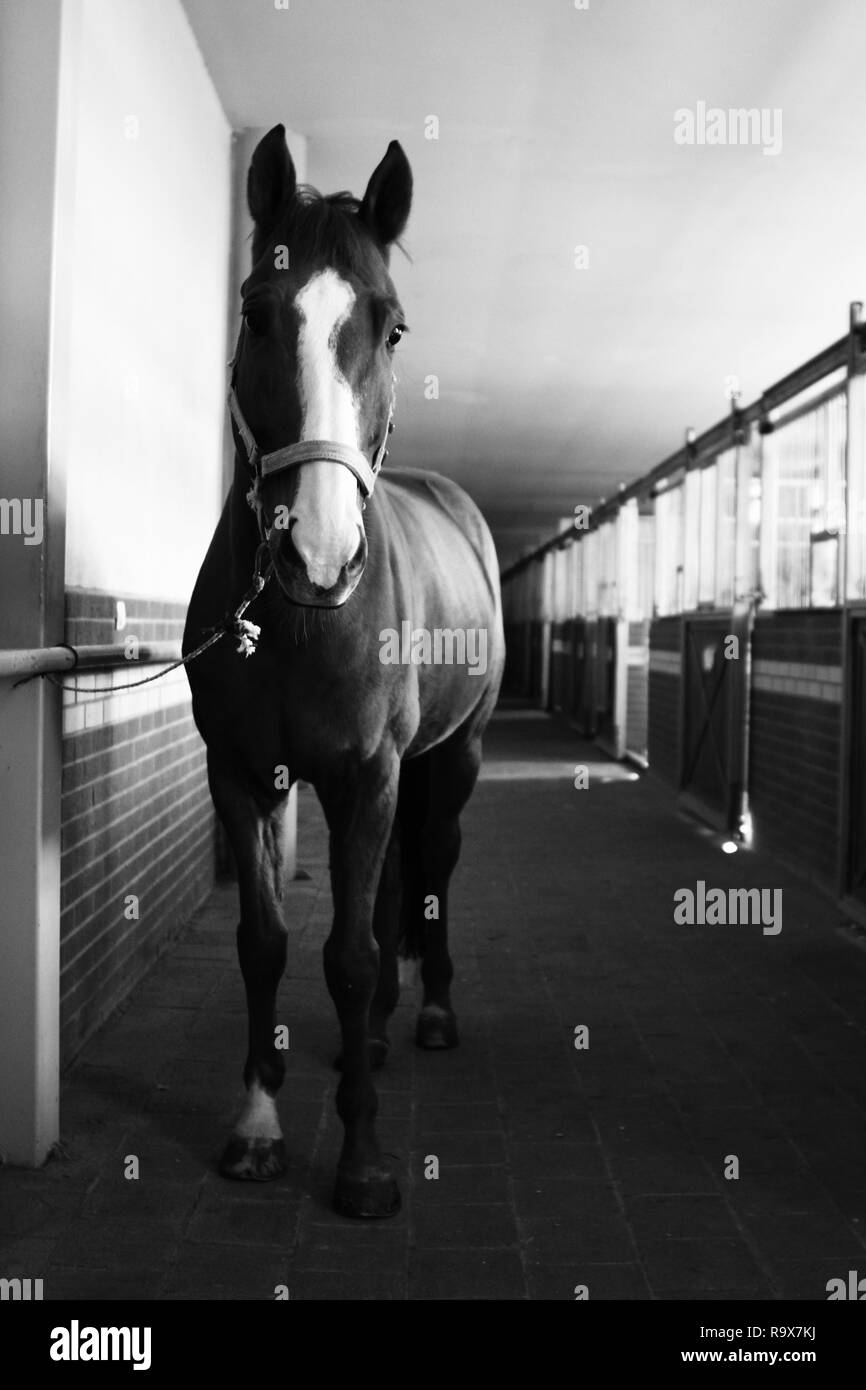 Stableboy hi-res stock photography and images - Alamy