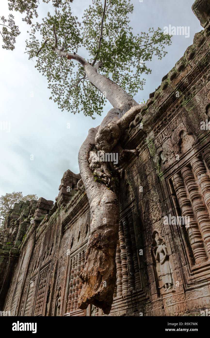 Roots over stone hi-res stock photography and images - Alamy
