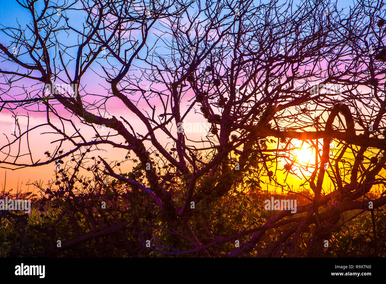 Colorful sunset behind tangled bare tree seen from coast of Long Island ...