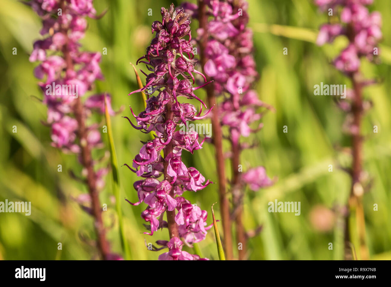 Elephants head hi-res stock photography and images - Alamy