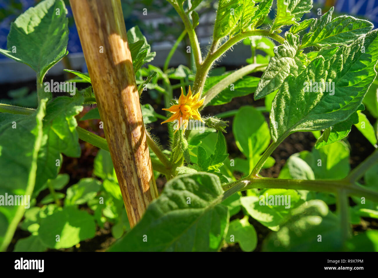Tomatoes plant with flowers tomato bloom in an orchard urban garden ...