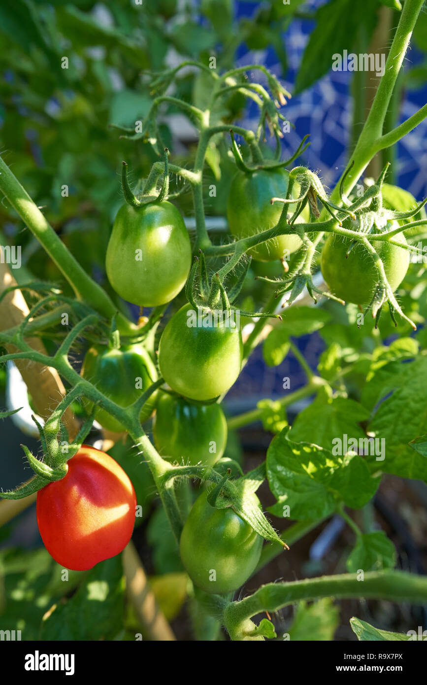 Red tomato in tomatoes orchard field homestead farm Stock Photo - Alamy