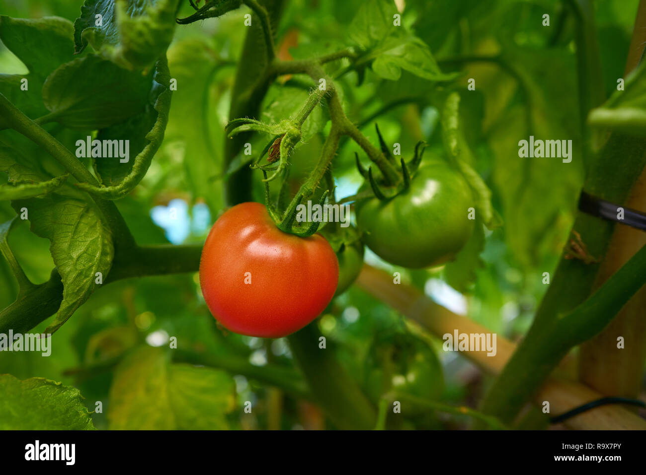 Red tomato in tomatoes orchard field homestead farm Stock Photo - Alamy
