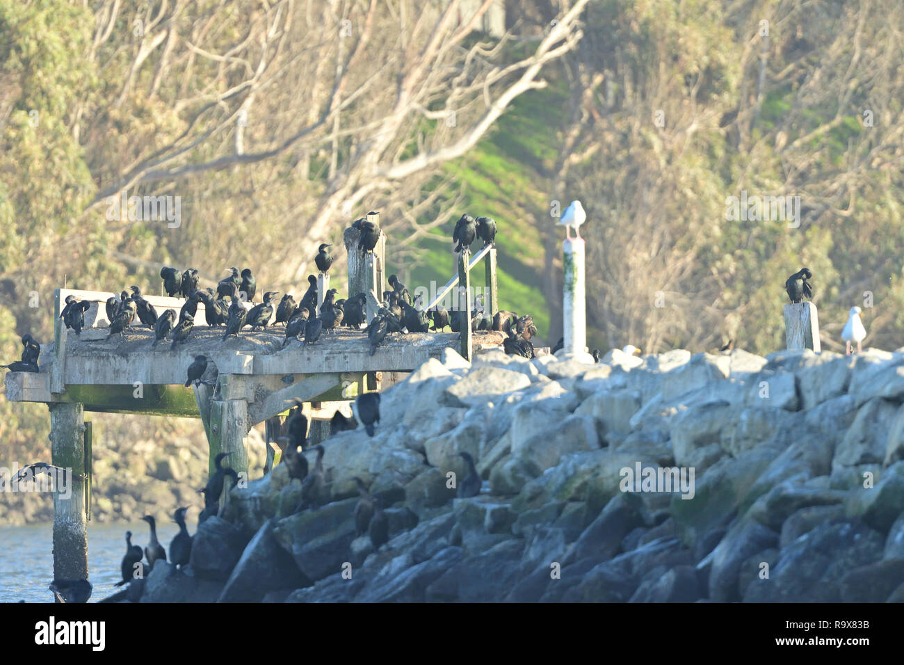 A Bird shelter or resting area Stock Photo - Alamy