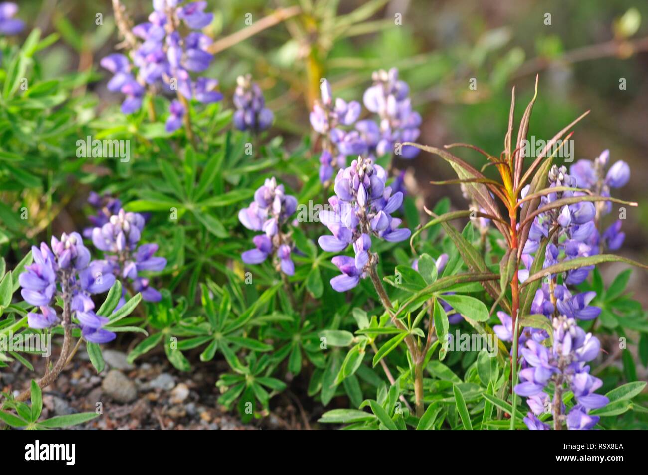 Alaskan wild flowers hi-res stock photography and images - Alamy