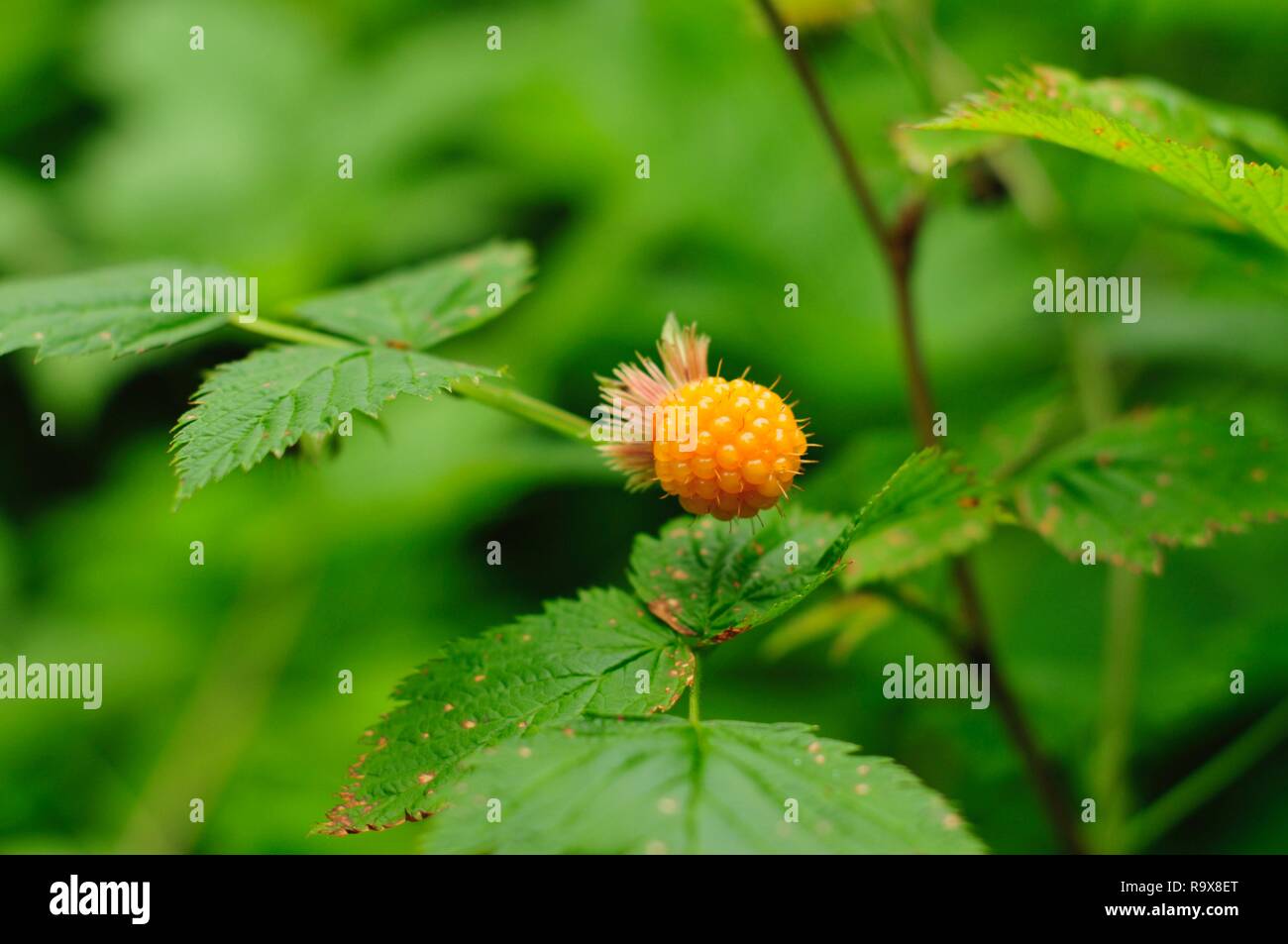 Alaskan flower hi-res stock photography and images - Alamy